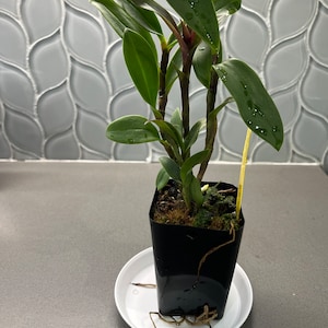 Rby. Copper Queen 'H&R' Near Blooming Size Brassavola - Etsy