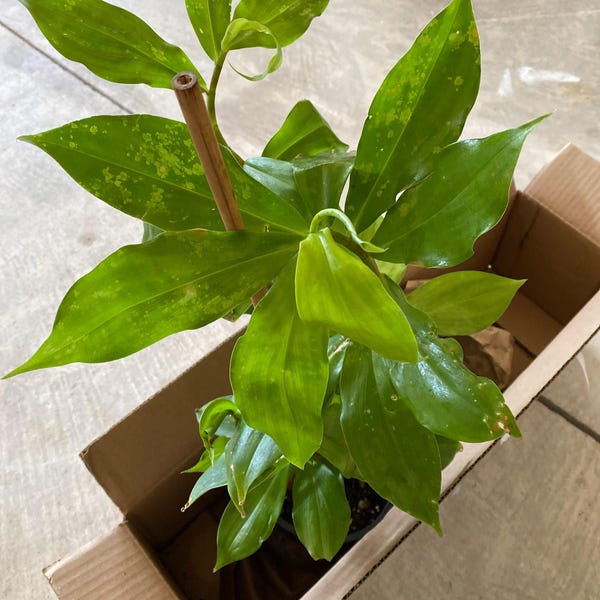 Kalanchoe Pinata Bryophyllum Pinnatum Miracle Leaf Leaf of Life 만손초 ...