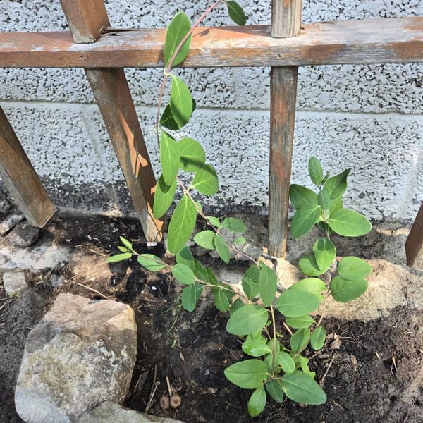 Lonicera Sempervirens 'honey Coral' - Native Coral Honeysuckle - Live ...