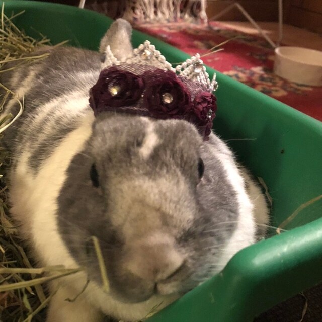 Paula loved their purchase from BunnyClubhouse