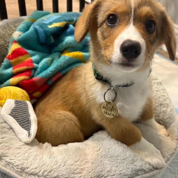 Norse Runes Viking Inspired Custom Metal Pet Name Tag - Eco Friendly ...