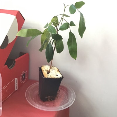 Longan Dimocarpus Dragon Eye Diamond River Seedling Plant Tropical ...
