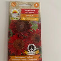 Strawberry Temptation / Fragaria X Ananassa / Very Sweet. Easy Growing ...