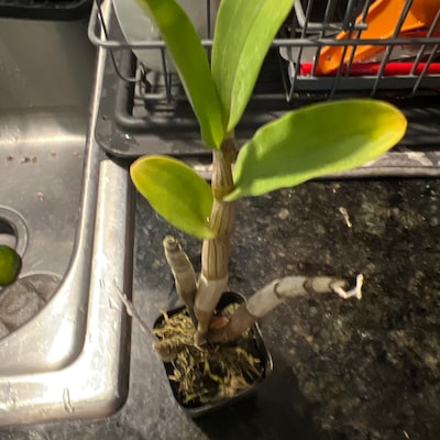 Bc. Yellow Bird B. Nodosa X Bc. Richard Mueller EASY GROWER BLOOMING ...