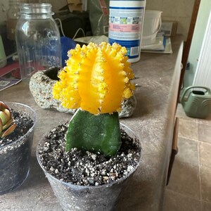 Live Succulent Arrangement in Two-tone Ceramic Bowl, Succulent Planter ...