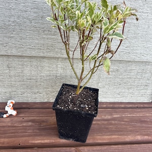 Syringa X red Pixie Lilac Live Plant 1 Gallon Pot - Etsy