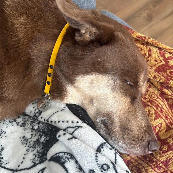 Funny Sayings Tag, Lightweight Tag, Funny Tag, Fun Dog Tag, Aluminum ...