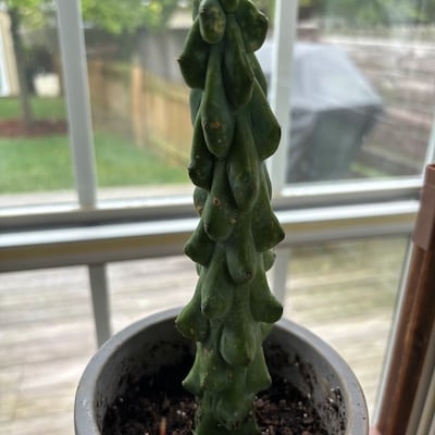 Myrtillocactus Geometrizans Boobie Cactus options of 5'', 6'', 8'', 7 ...