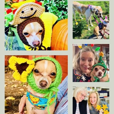 Dog Costume, Dog Collar, Blooming Flower Halloween Costume, Dog Clothes ...