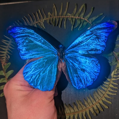 Real Vampire Butterfly Atrophaneura Semperi for Collection - Etsy