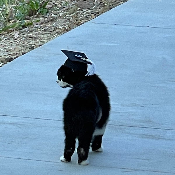 Graduation Cap Cat Hat for Your Cat FREE SHIPPING! Add-on Custom Tassel ...