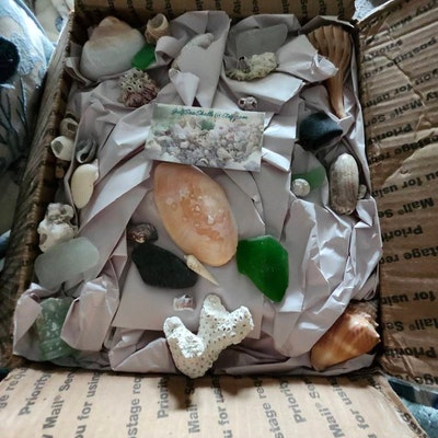 Large Specimen Grade 63.1mm CONUS Regius Royal, Crown Cone SEASHELL JB ...