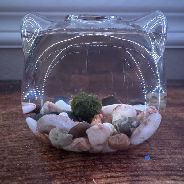 Java Moss Ball Nano Packs Live Aquarium Plant for Terrariums ...