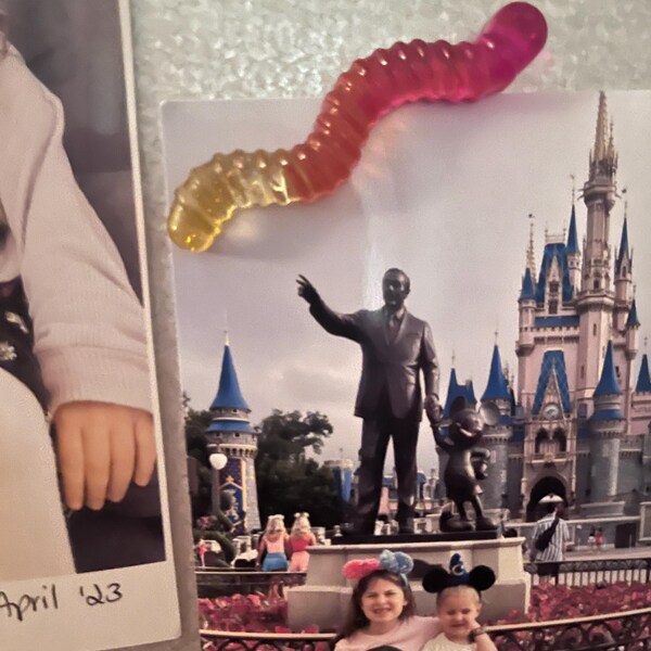 Sting Ray Magnet Set, Quirky Magents, Refrigerator Magnets, Funky ...