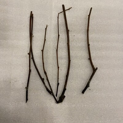 12 Ice Plant Mix Cuttings. Flowers in YELLOW ORANGEPURPLE - Etsy