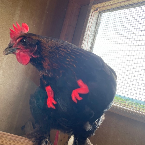 3D Printed Chicken Arms Velociraptor T-rex Dinosaur Arms - Various ...