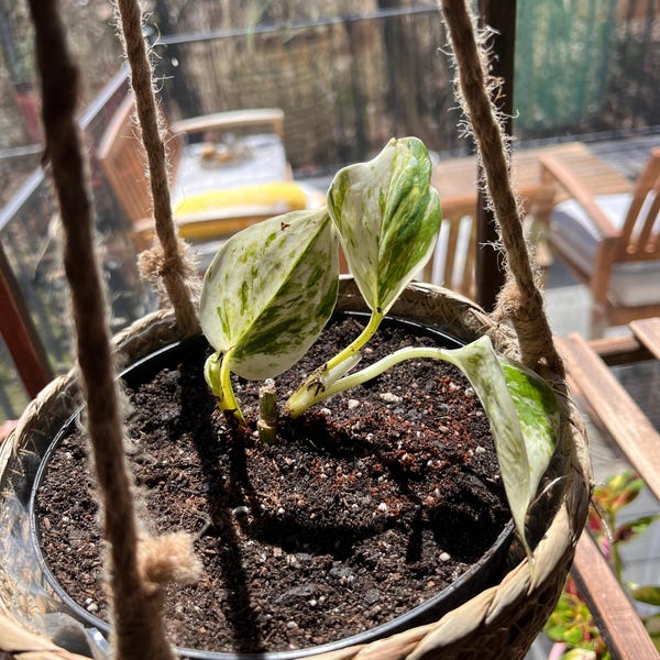 Snow Queen Pothos Single Starter Plant in a 1.5" Pot - Epipremnum ...