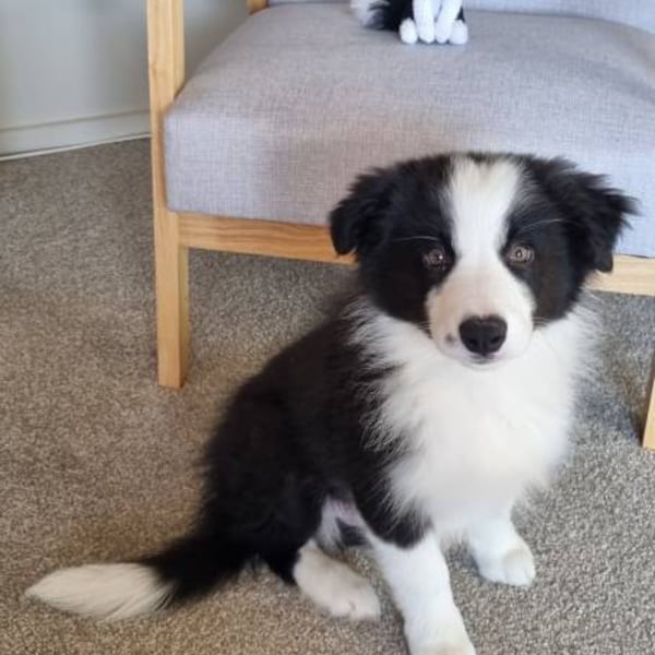 Crochet Pattern for Finnly, Realistic Crochet Border Collie Dog ...