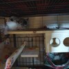 Full Length Cage Ledges for Full Cheeks Chew Proof City Loft Cage Kiln ...