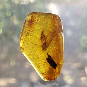 Insect in Amber Inclusion Fossil Baltic Amber Amber - Etsy