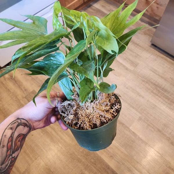 Mican Philodendron Velvet Leaf Philo Indoor & Outdoor Live Tropical ...