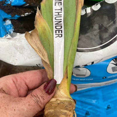 Dixie Thunder 2013 Tall Bearded Iris Purple Black & - Etsy