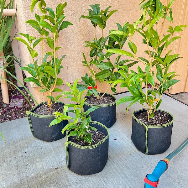 Red Flowering Fragrant Tea Olive ( Osmanthus ) - Live Plant - ( 2.5 QT ...