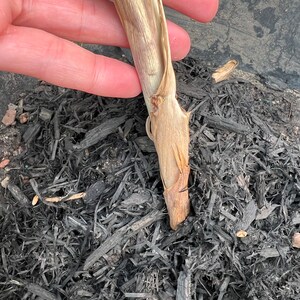 Peppermint Stick Grass GIANT Arundo Donax Variegated White Grows 12 ...