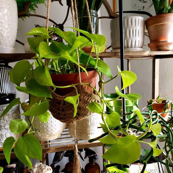Marble Queen Pothos Epipremnum Aureum 4 From Myplants - Etsy