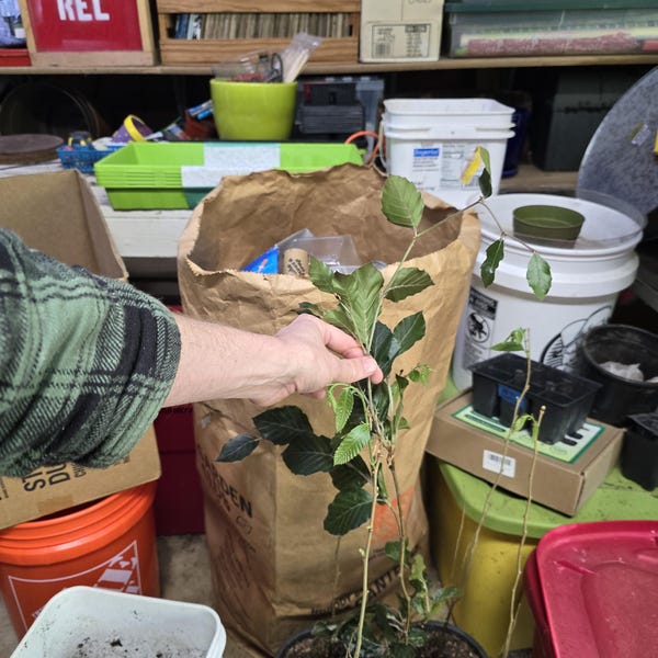 Philadelphus 'janet Reidy' - Fragrant Mockorange - 2 Gallon Pot - Etsy