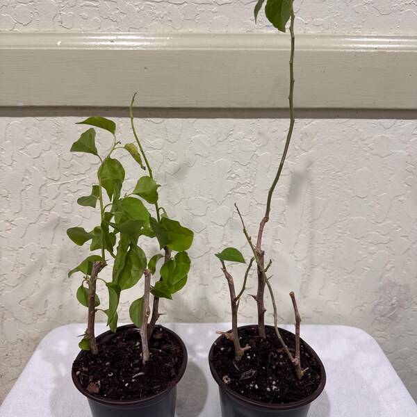 TWO Orange Bougainvillea Plants in One Pot, 3.5" Pot, Orange Flowers ...