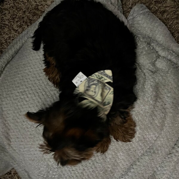 Money, Dollar Sign, Cash, Dollar Bill Dog Bandana, Handmade, Slide On ...