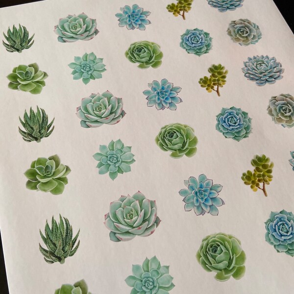 Watercolor Succulent Clipart. Spring Flowers Gardening Boho Plant and ...