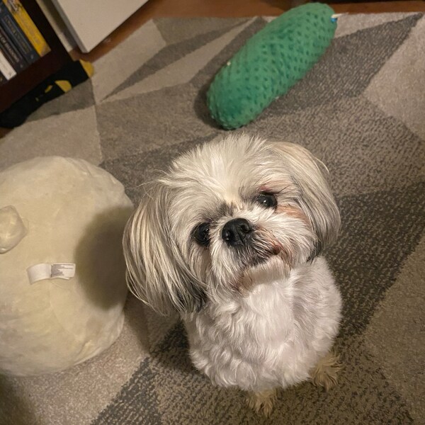 MONSTER HUNTER Valstrax Inspired Scale Replica With Wooden Box | MH ...