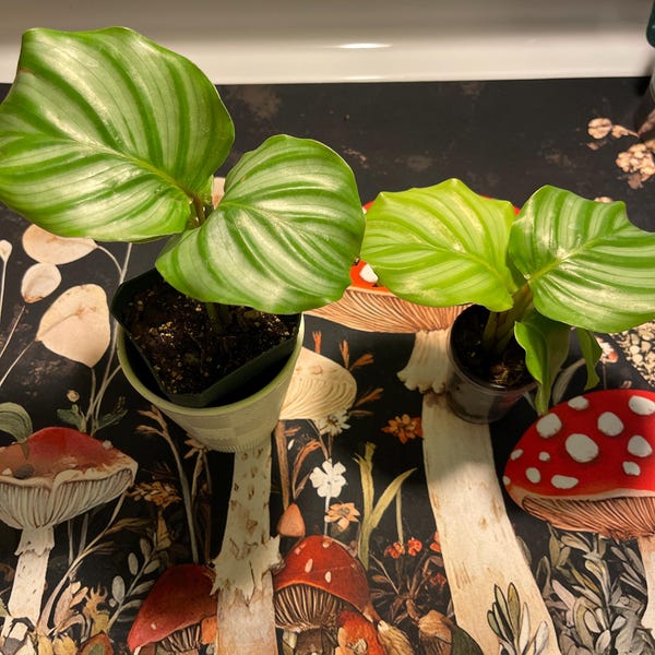 Calathea Orbifolia Starter Plant: Round Foliage Tropical Plant (***all ...