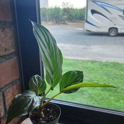 Live Black Bat Flower Buds Forming on Many Now 1 Gallon - Etsy