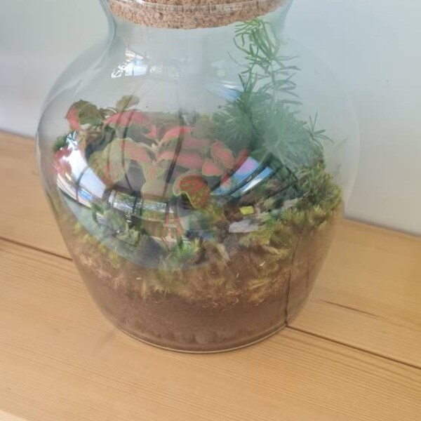 Plant Terrarium Kit • Palm • 3 Terrarium Plants • Closed Terrarium ...