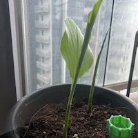 Albizia Saman Plant Seeds Rare Rain Tree Seeds for Tropical Gardens ...