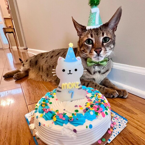 Pet Party Hat | Mini Cat Birthday Party Hat | Mini Cat Party Hat | Dog ...