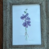 Watercolor Larkspur Flowers - Botanical Art Watercolor, Birth Month ...