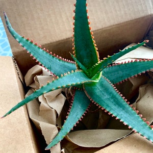 Aloe swordfish 1 Plant PPAF Hybrid , Fully Rooted, Flowering Succulent ...