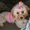 Dog Harness - Star Spangled Easy-on Dog Harness - 9 Sizes - Etsy