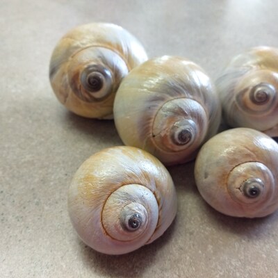 COLORFUL FLORIDA SEASHELL Mix, 30 Piece Variety Shell Pack for Gifts ...