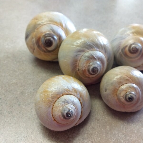 3 SPOTTED DARK PEACH Large Northern Moon Snail Shells, Colorful ...