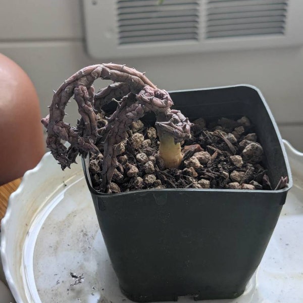 Stapelia Rufa - Etsy