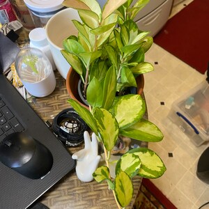 String of Fishhooks 4 Inch Live Succulent Hanging Plant - Etsy