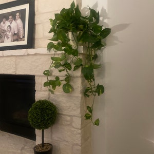 XXL 2 Ft Long Trails golden Pothos in 6 Inch Growers Pot Epipremnum ...