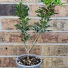 Chinese Perfume Tree, Chinese Rice Flower, in 4 Pot Aglaia Odorata - Etsy