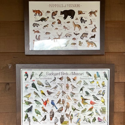 Native Wildflowers of Florida / State Flower Field Guide Poster Provide ...