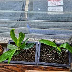 2 Red Maple Trees acer Rubrum4 Containeron SALE NOW - Etsy